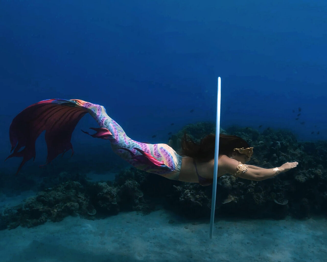 SDPH Mermaiding - Skindiveph Official Website